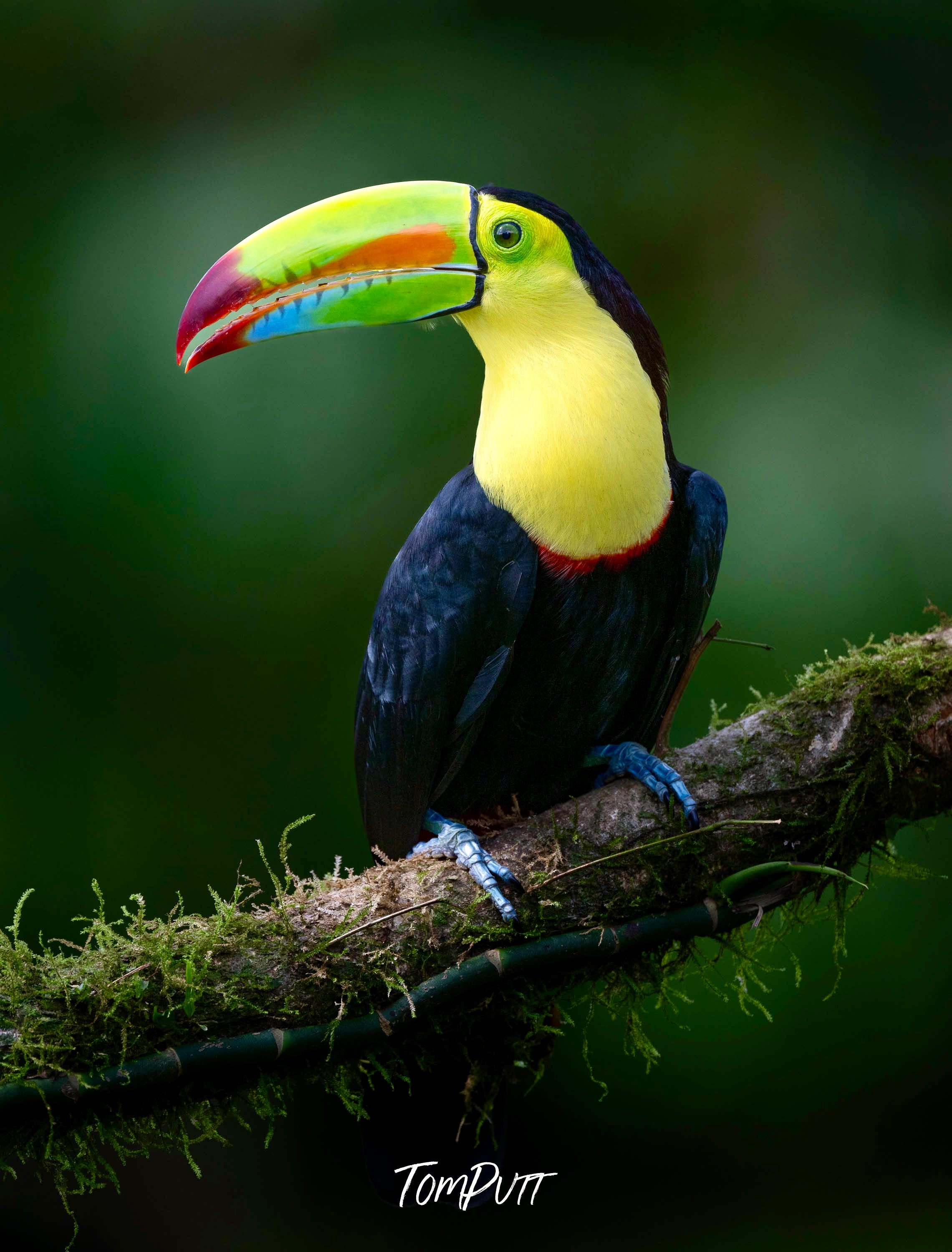 Shop Keel-billed Toucan, Costa Rica Print & Wall Art - Tom Putt - TOM PUTT