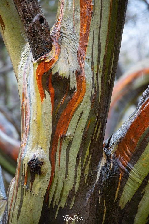 Alpine Colour, Snow Gums - Falls Creek VIC | TOM PUTT